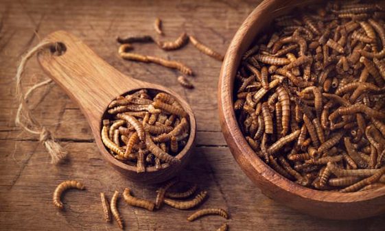 Scientists create a 'meat-like flavouring' by cooking insects in sugar ...