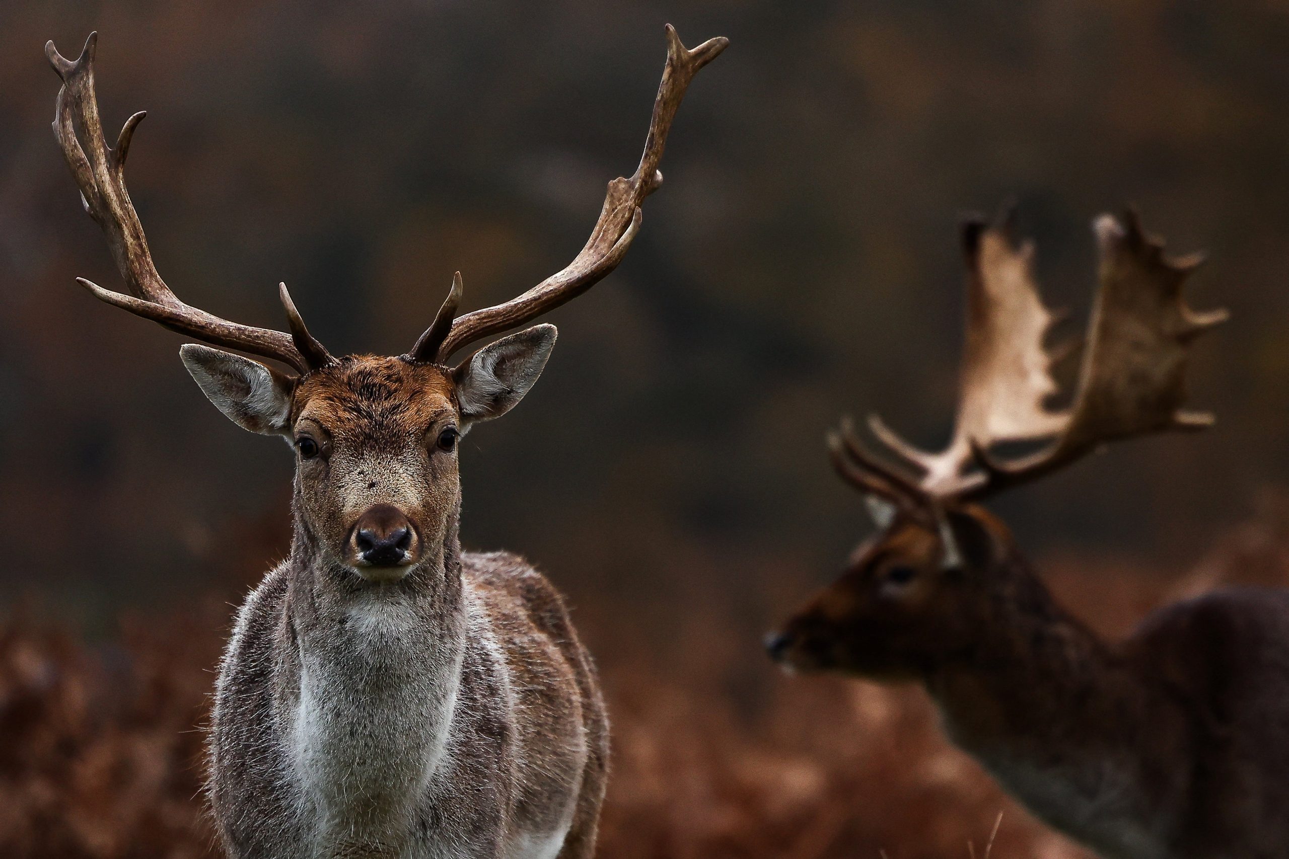Hope this was not what the deer meant in 'Leave The World Behind ...